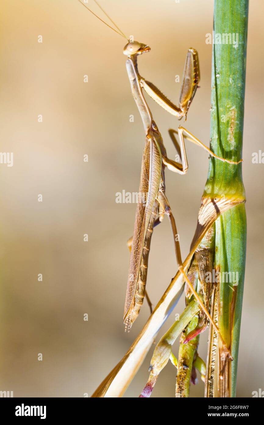 Scary invertebrate hi-res stock photography and images - Alamy
