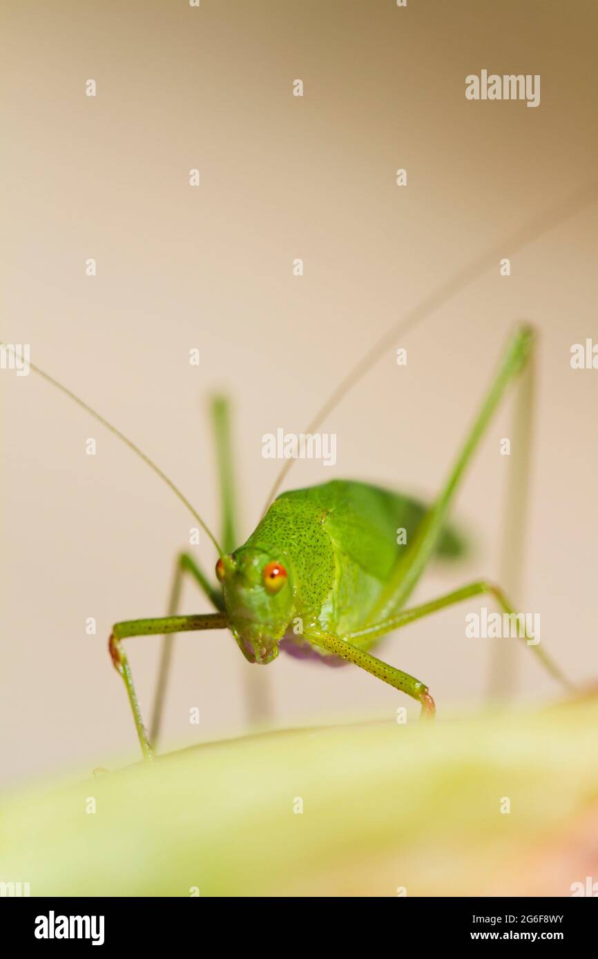 Sickle bearing bush cricket phaneroptera falcata hi-res stock ...