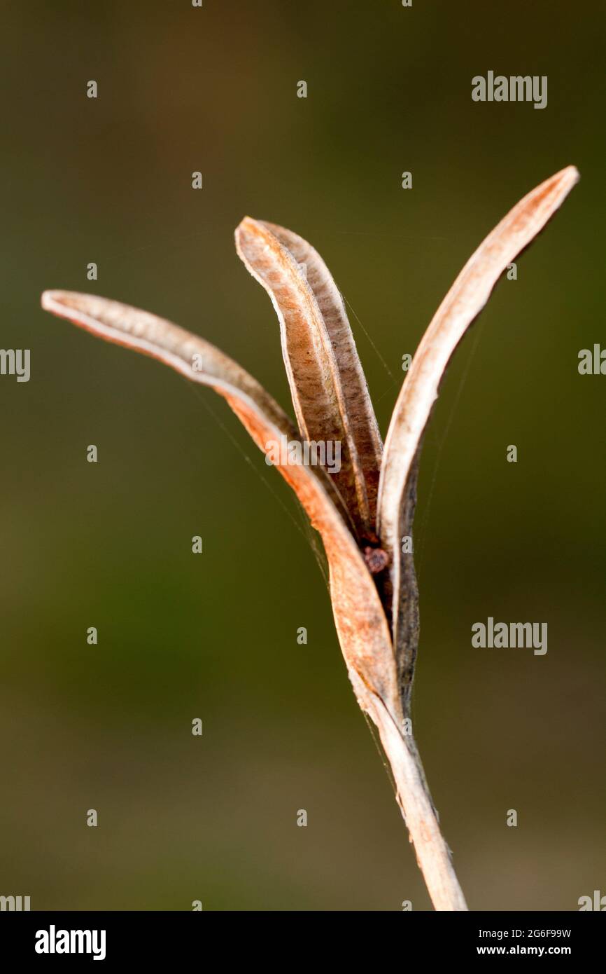 Empty seed pod hi-res stock photography and images - Alamy