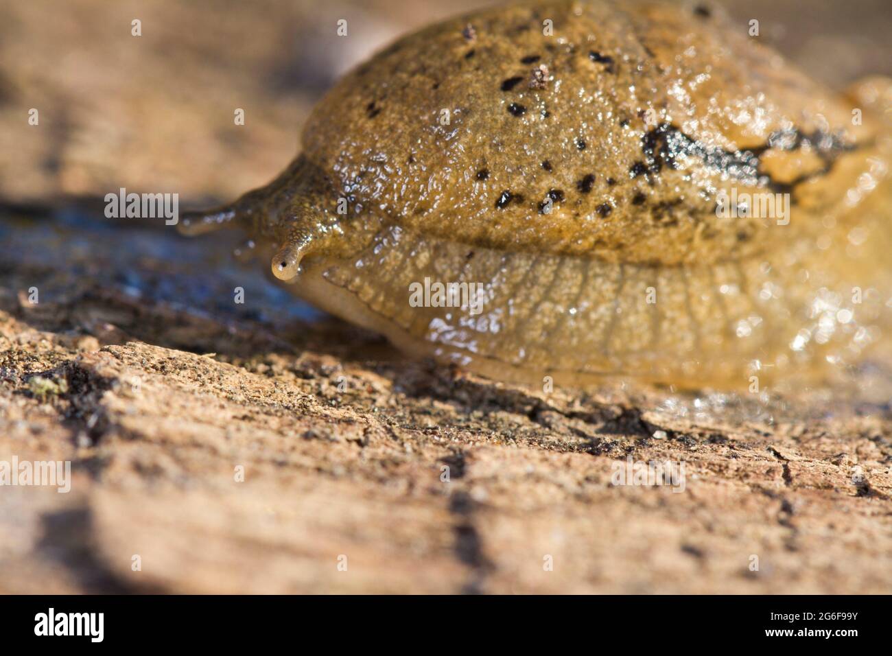 Slug eye view hi-res stock photography and images - Alamy