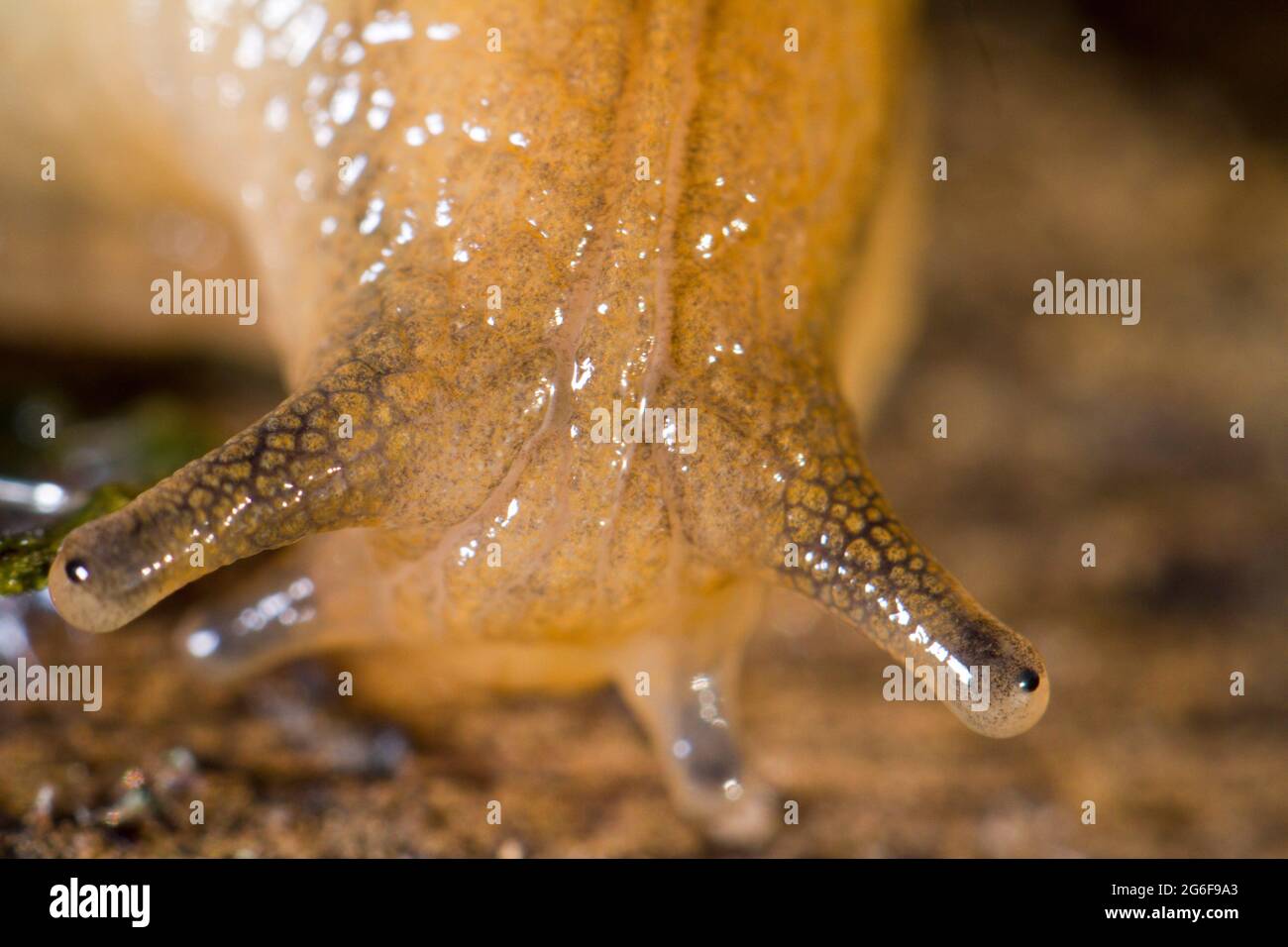 Slug eye view hi-res stock photography and images - Alamy