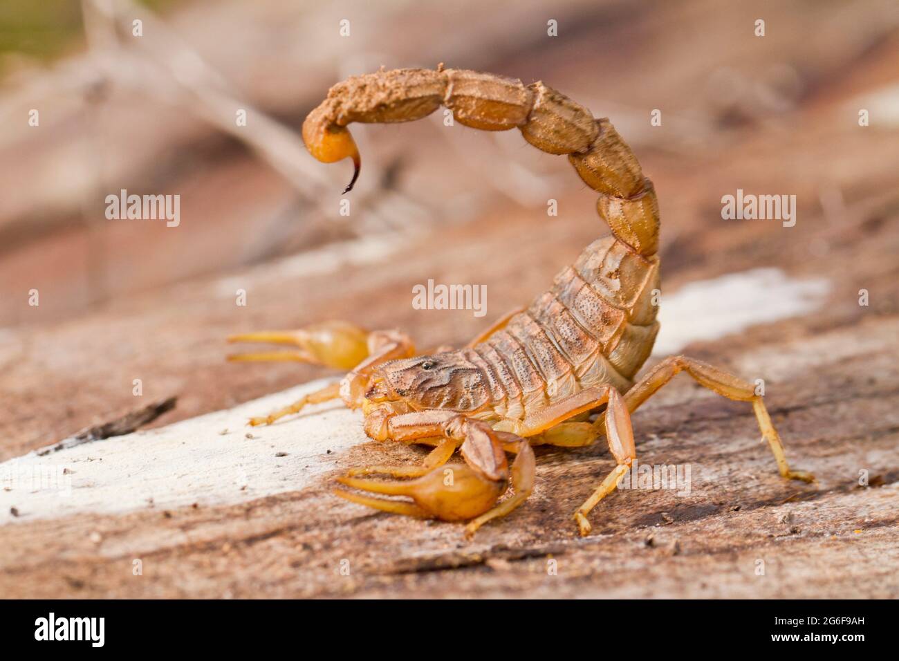 Scorpion Detail High Resolution Stock Photography and Images - Alamy