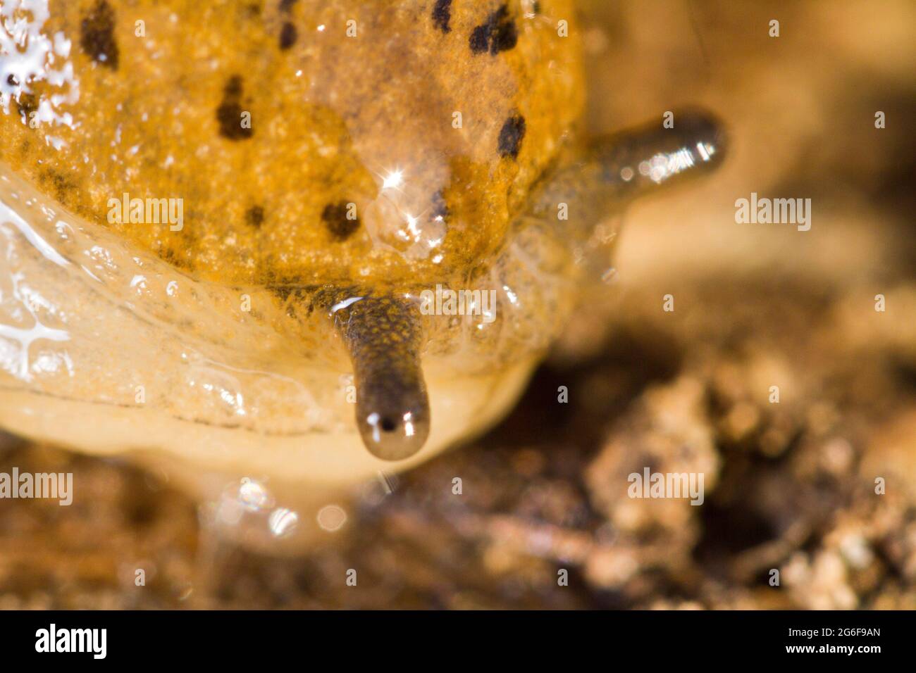 Slug eye view hi-res stock photography and images - Alamy