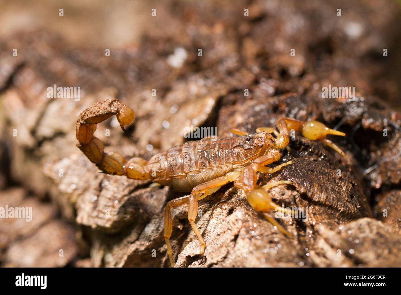 A scorpio scorpion hi-res stock photography and images - Alamy