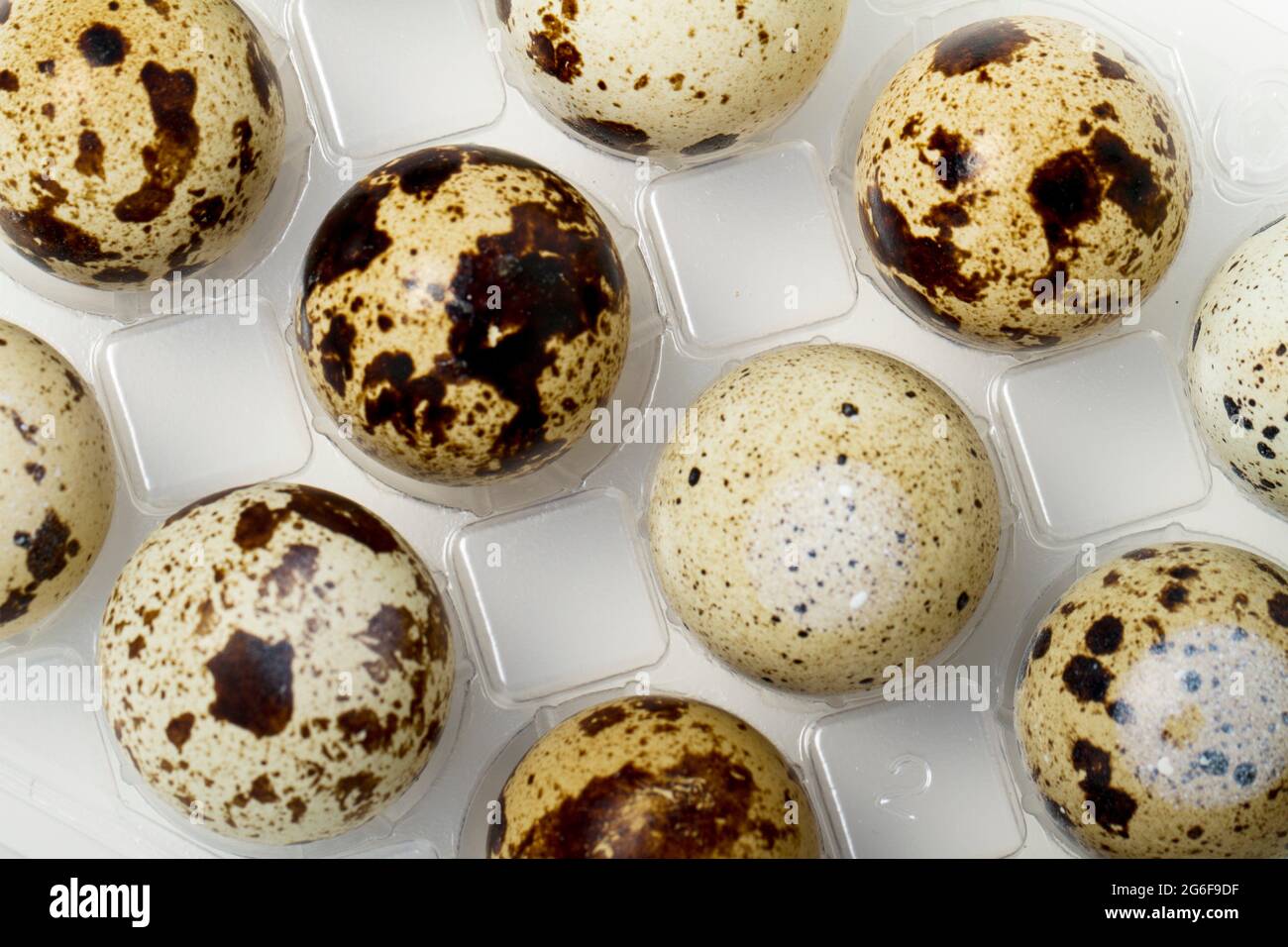 Quail up close hi-res stock photography and images - Alamy