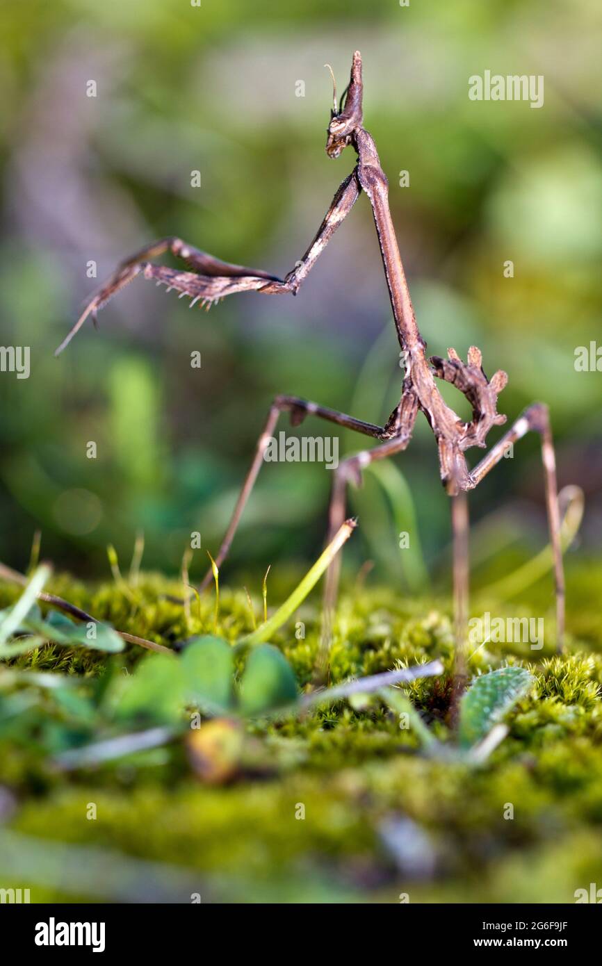 Ground Mantis High Resolution Stock Photography and Images - Alamy