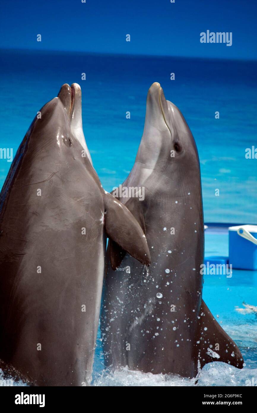 Double dolphins hi-res stock photography and images - Alamy