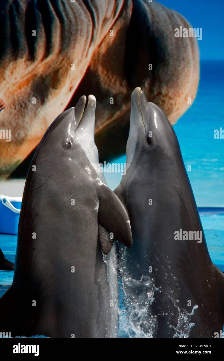 Double dolphins hi-res stock photography and images - Alamy