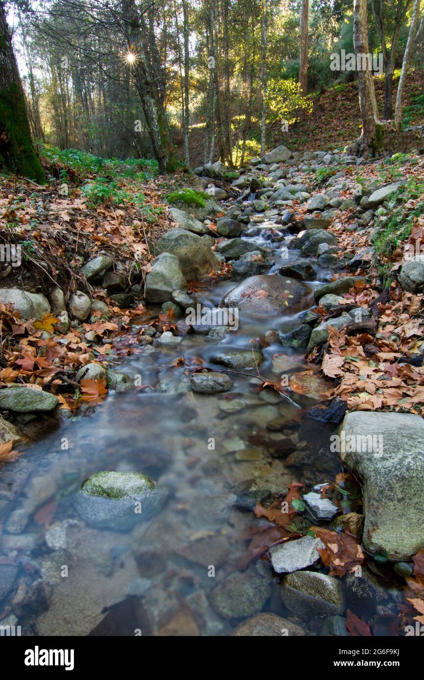 Beautiful view of a fresh flowing creek in a healthy forest Stock Photo ...