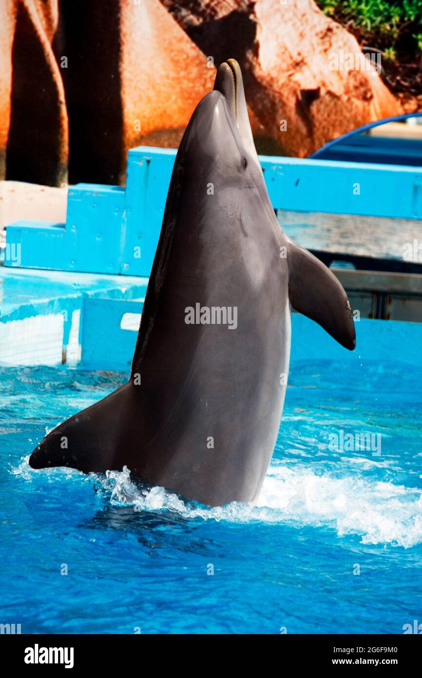 Dolphin performance hi-res stock photography and images - Alamy