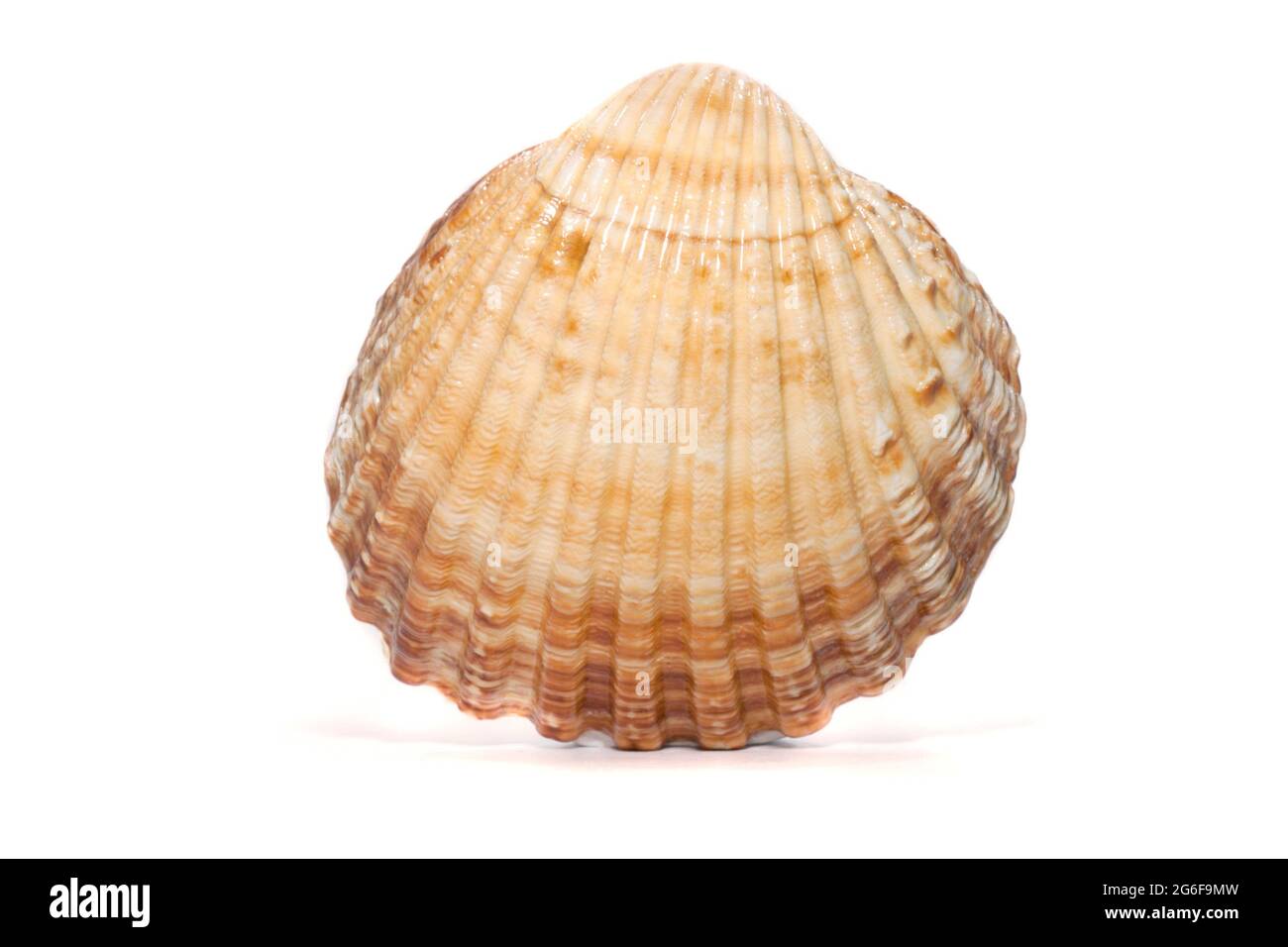Scallop shell interior hi-res stock photography and images - Alamy