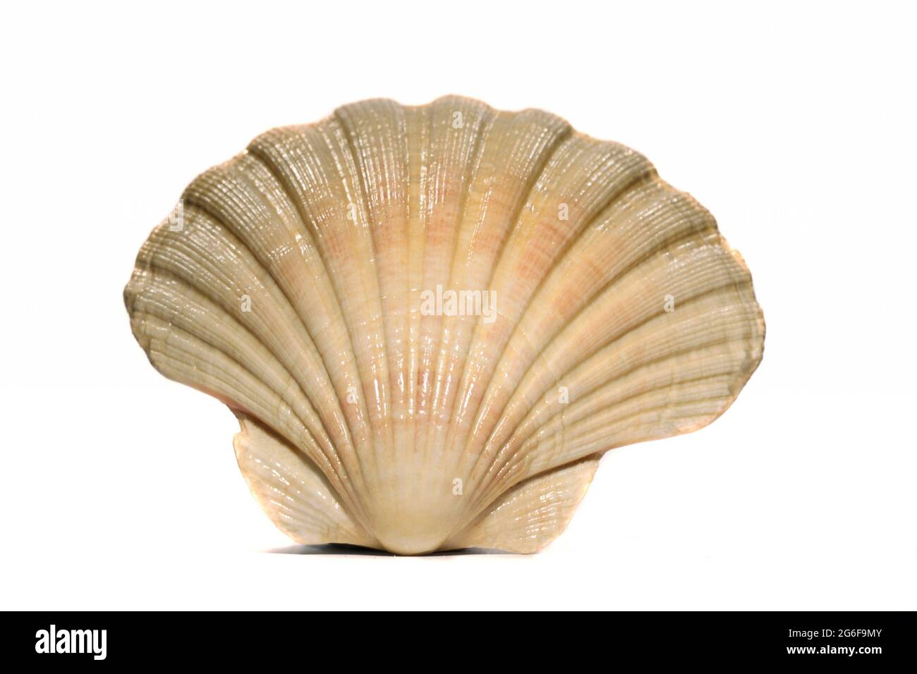 Scallop shell interior hi-res stock photography and images - Alamy