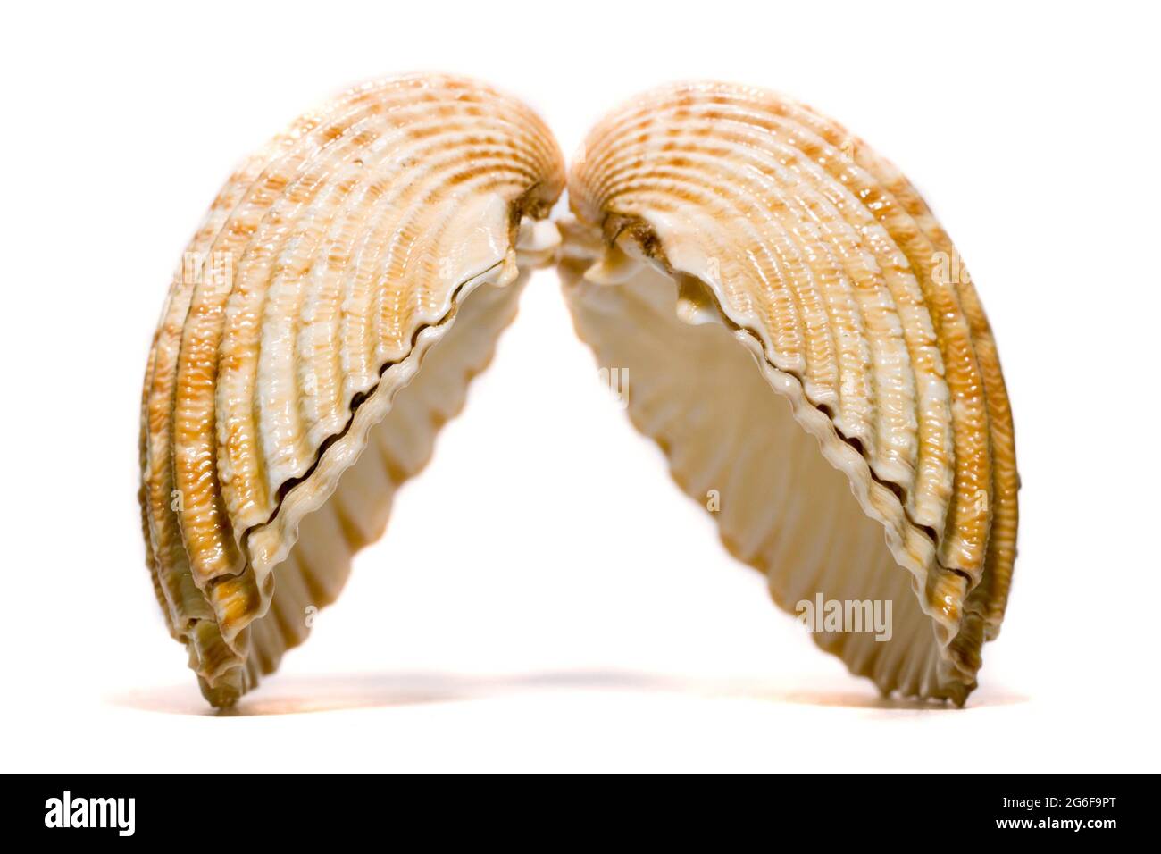 Close view detail of a cockle shell isolated on a white background ...