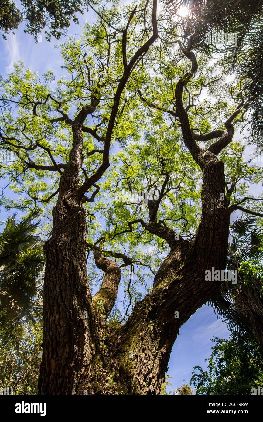 View of tall tree hi-res stock photography and images - Alamy