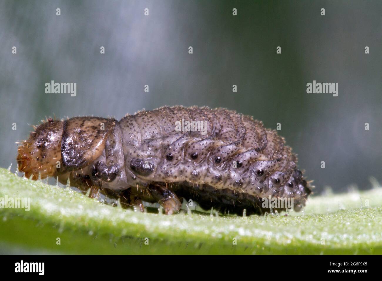 Leaf beetle larva hi-res stock photography and images - Alamy