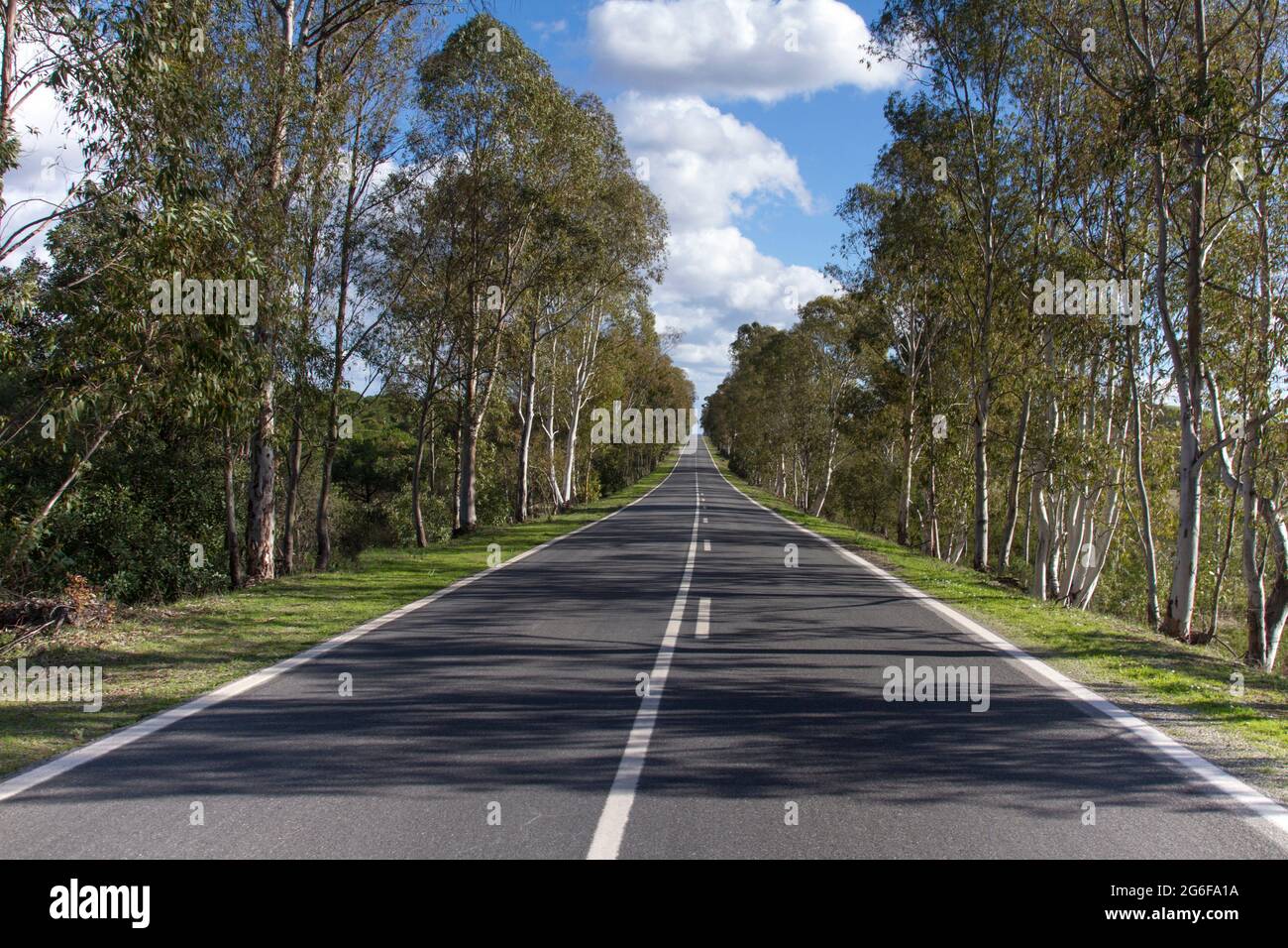 View of an long straight asphalt road with trees on each side Stock ...