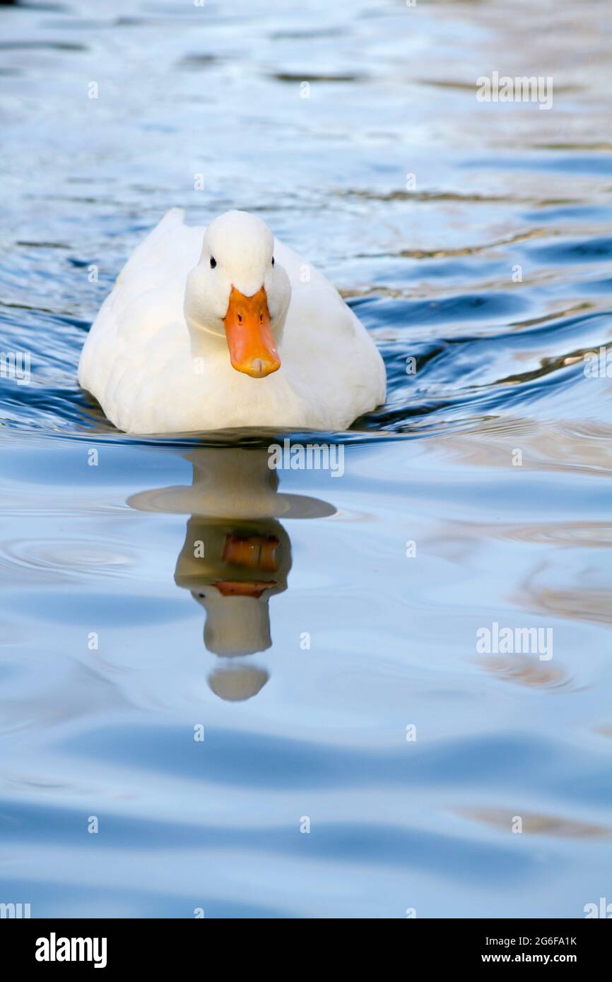 Duck close image hi-res stock photography and images - Alamy