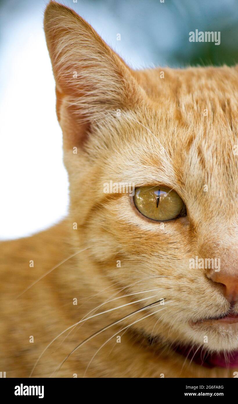 Yellow House Cat