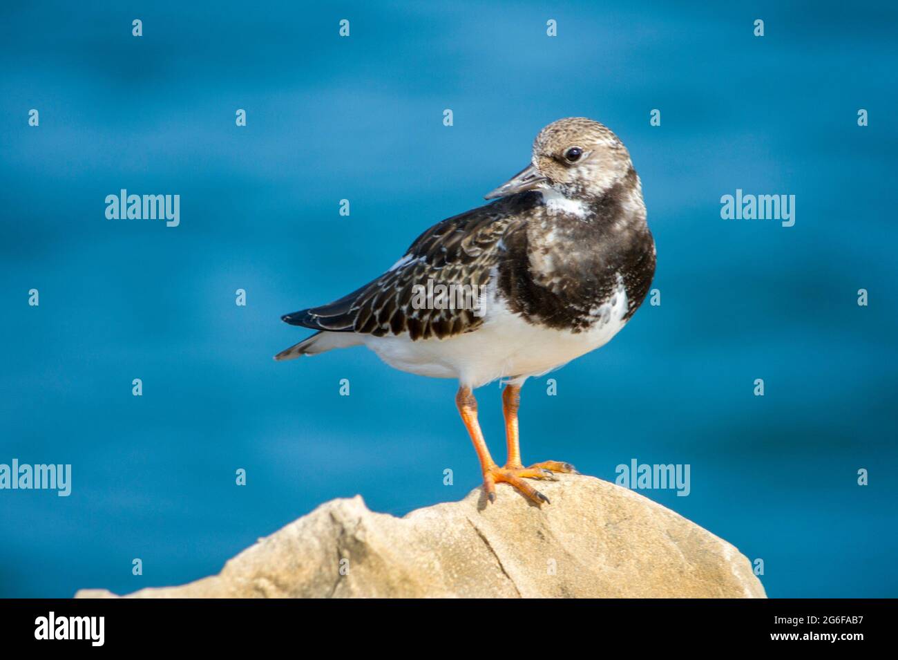 Turnstone bird hi-res stock photography and images - Alamy