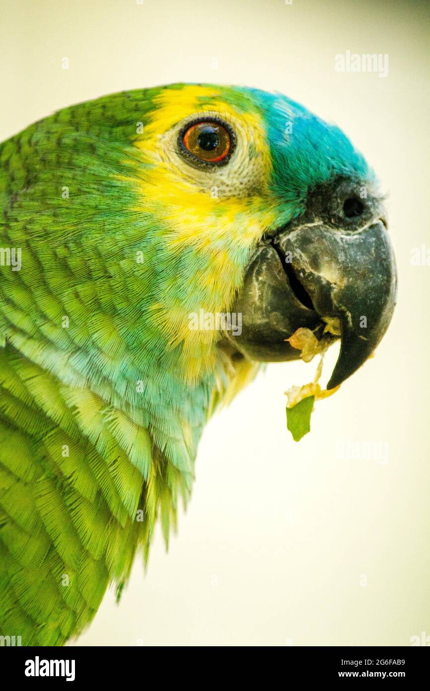 Blue parrot species hi-res stock photography and images - Alamy