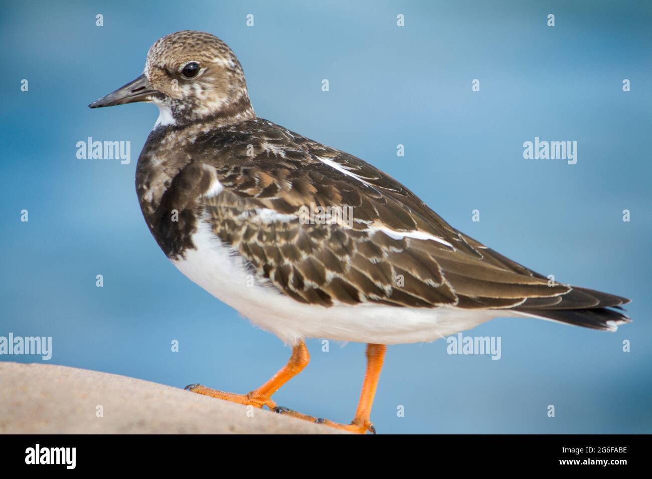 Ruddy turnstone bird hi-res stock photography and images - Alamy