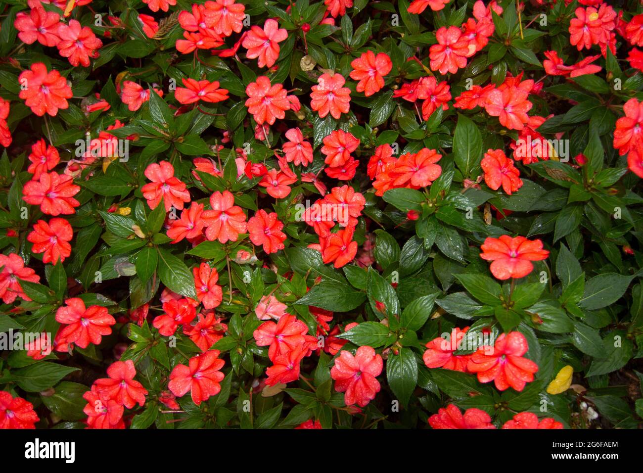 Busy lizzie (impatiens walleriana) hi-res stock photography and images ...