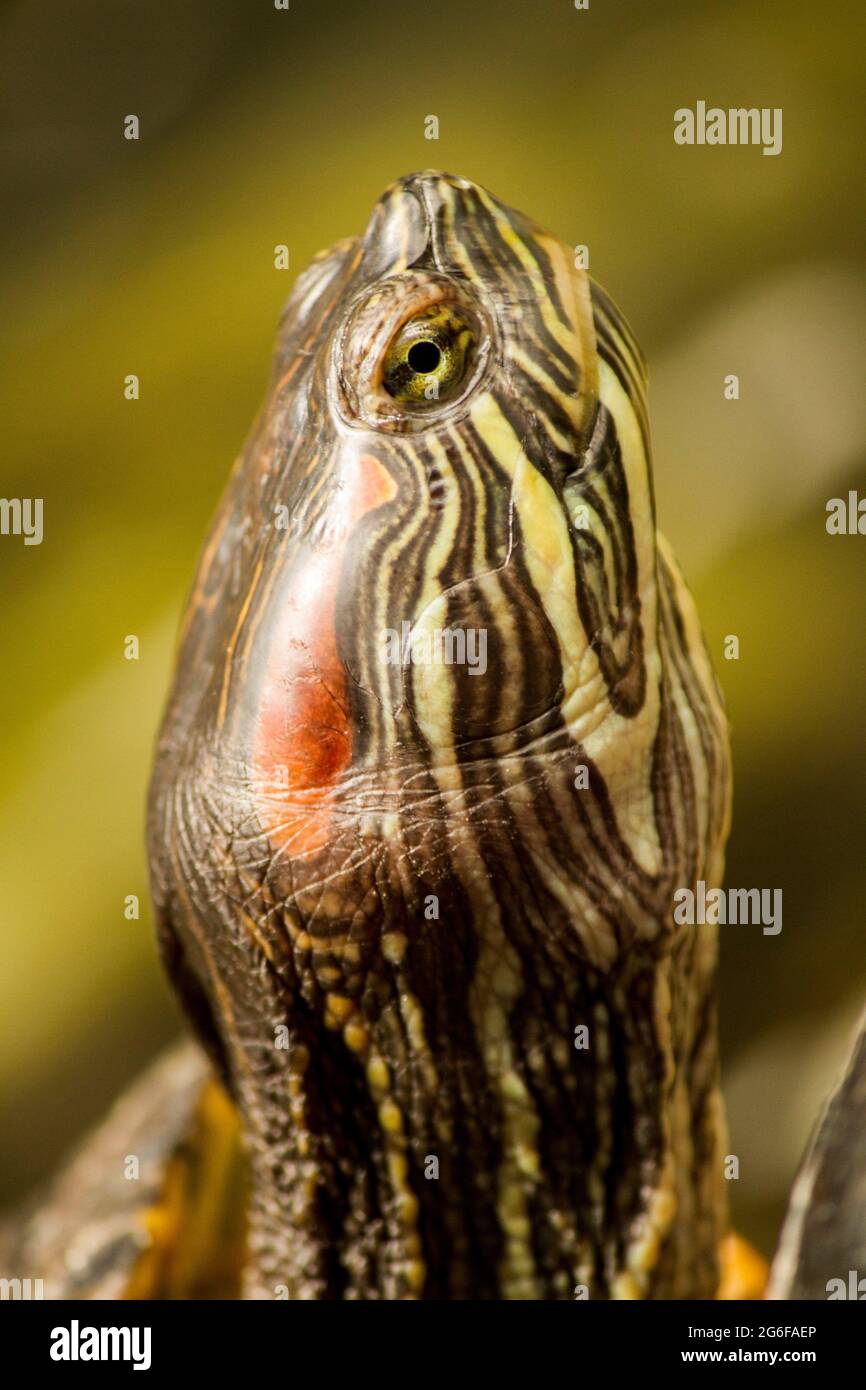 Turtle head close up hi-res stock photography and images - Alamy