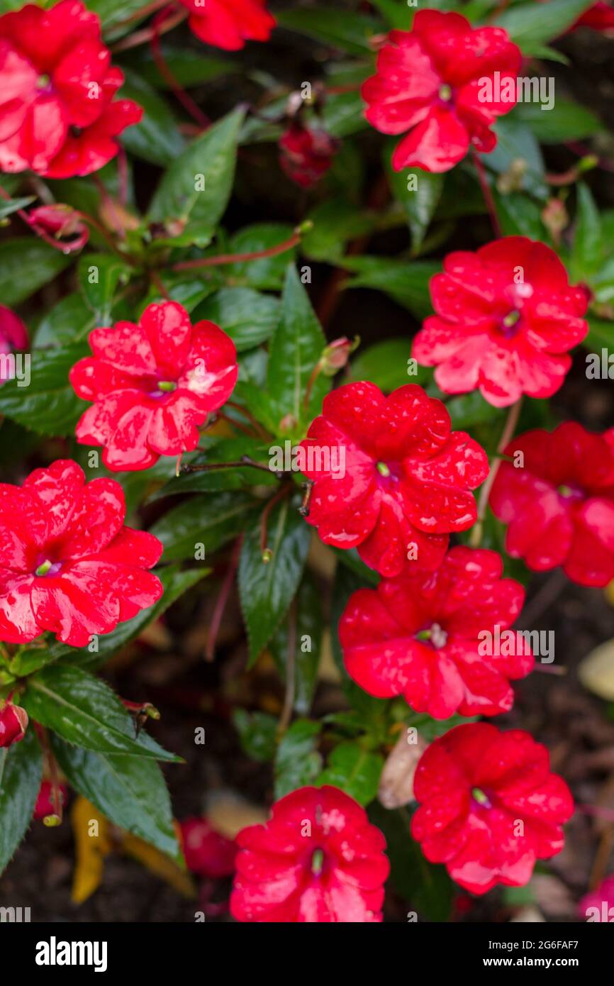 Impatiens walleriana hi-res stock photography and images - Alamy