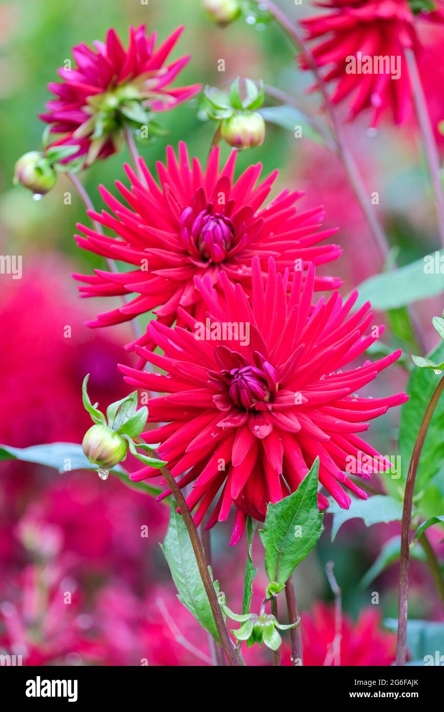 Doris knight hi-res stock photography and images - Alamy