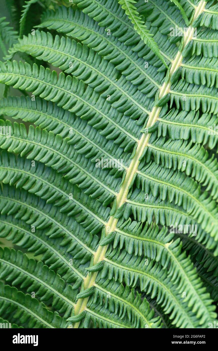 Fern in tropical jungle background. Fern leaves with a plant pattern ...