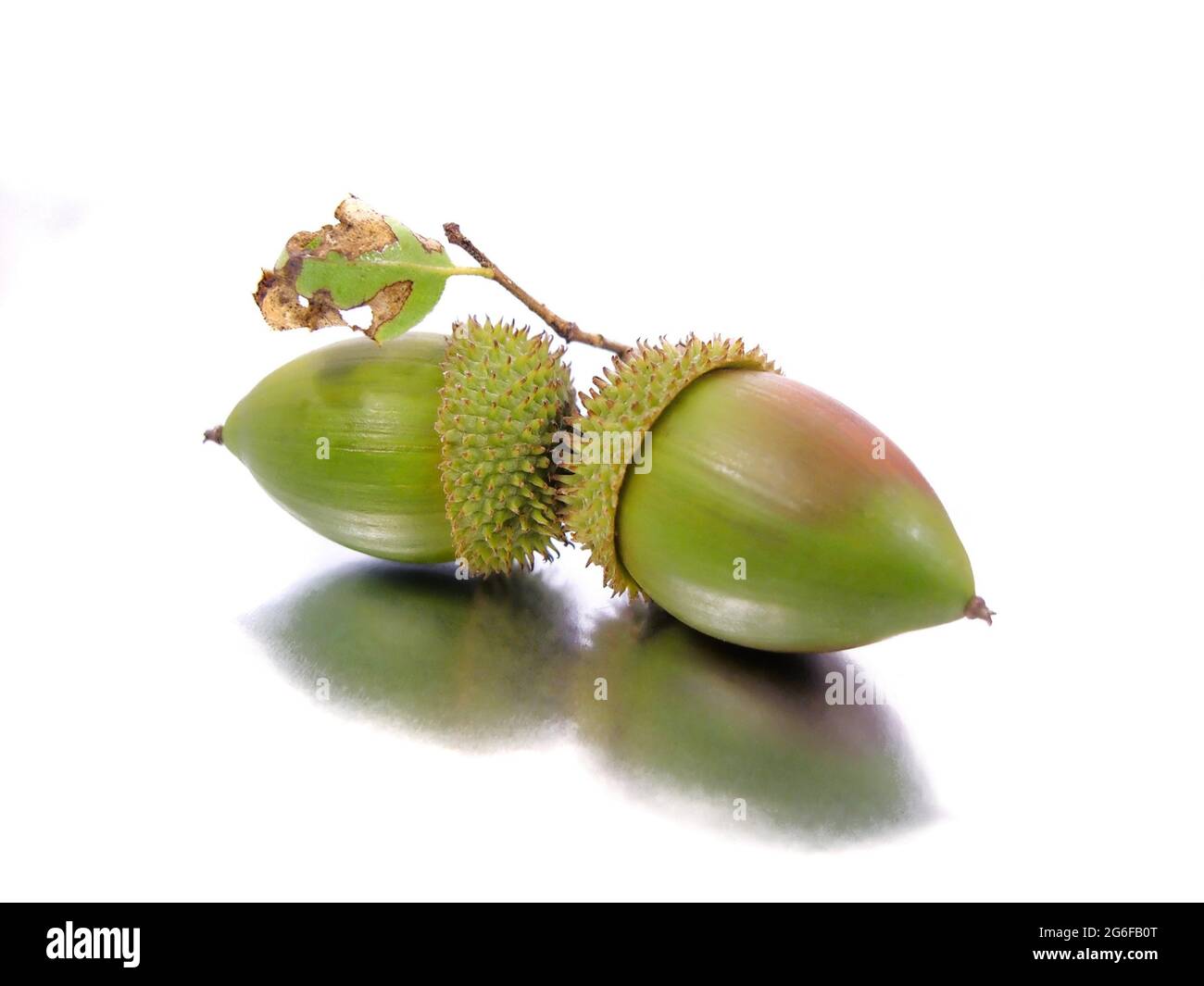Two acorns linked together of a Quercus Coccifera (Oak Tree) with a ...