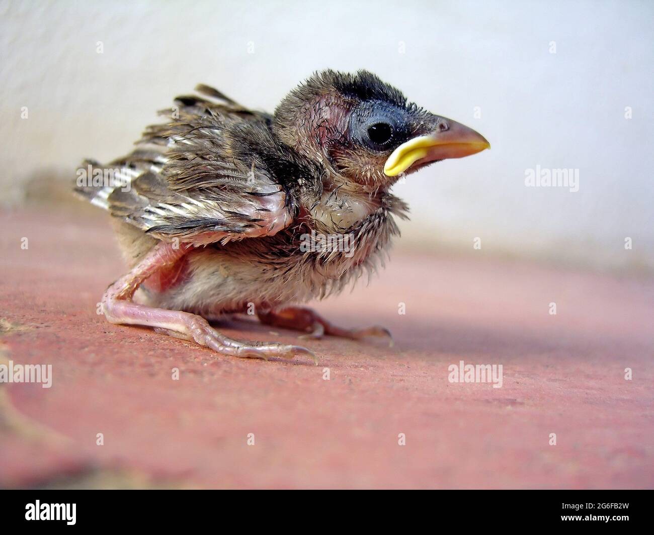 Red sparrow hi-res stock photography and images - Alamy