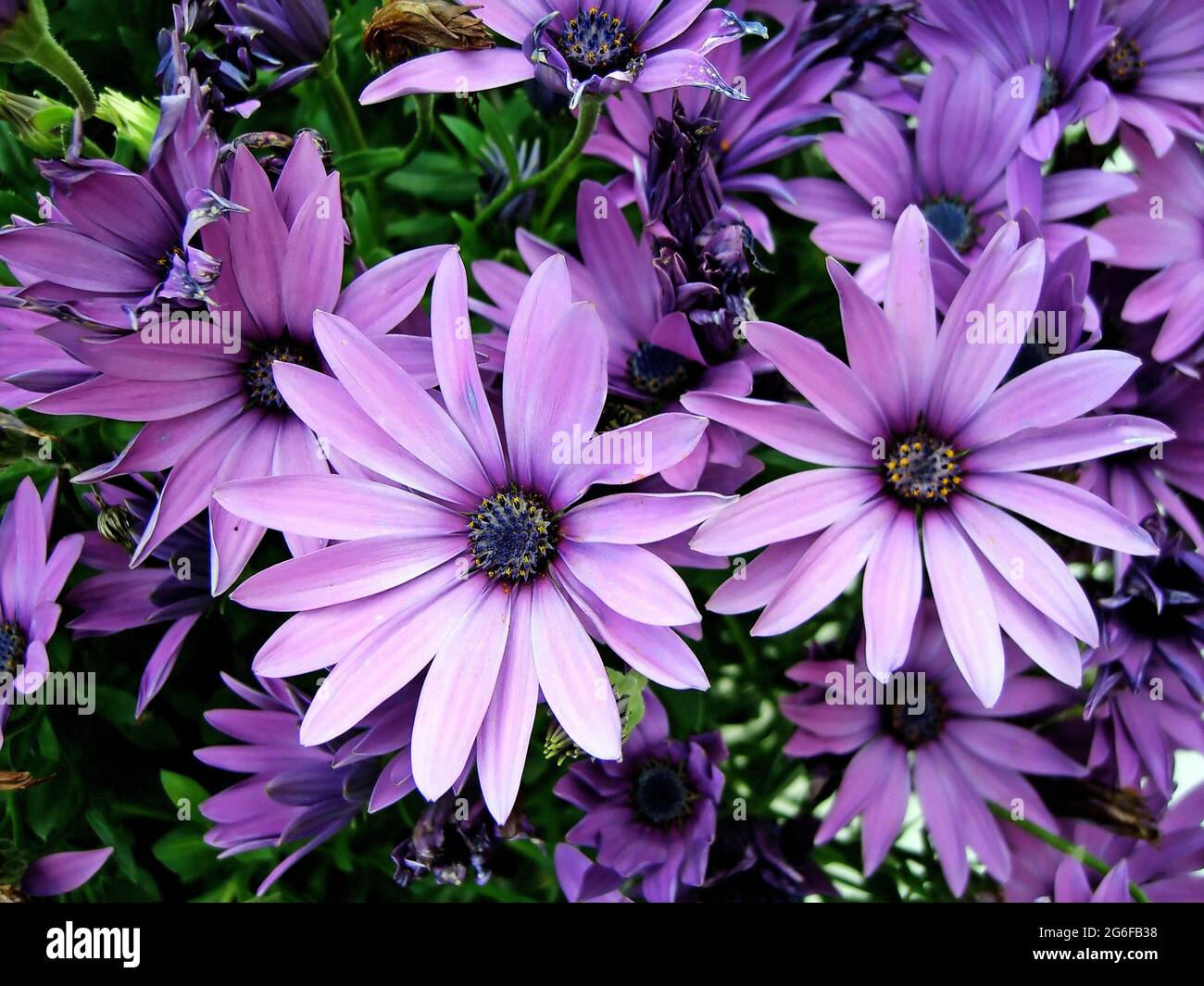 Purple african cape daisy hi-res stock photography and images - Alamy