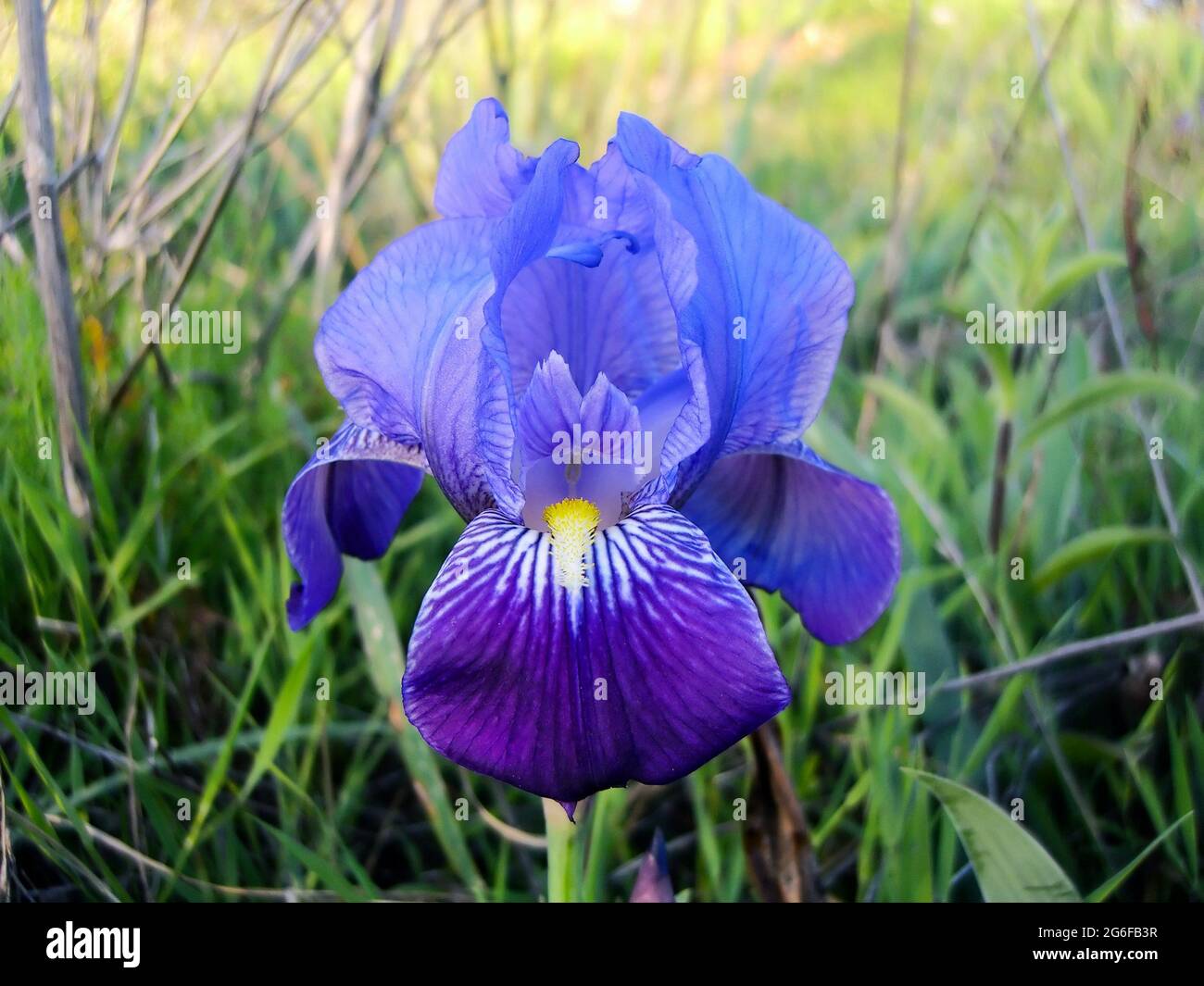 Bearded Iris Flower High Resolution Stock Photography and Images - Alamy