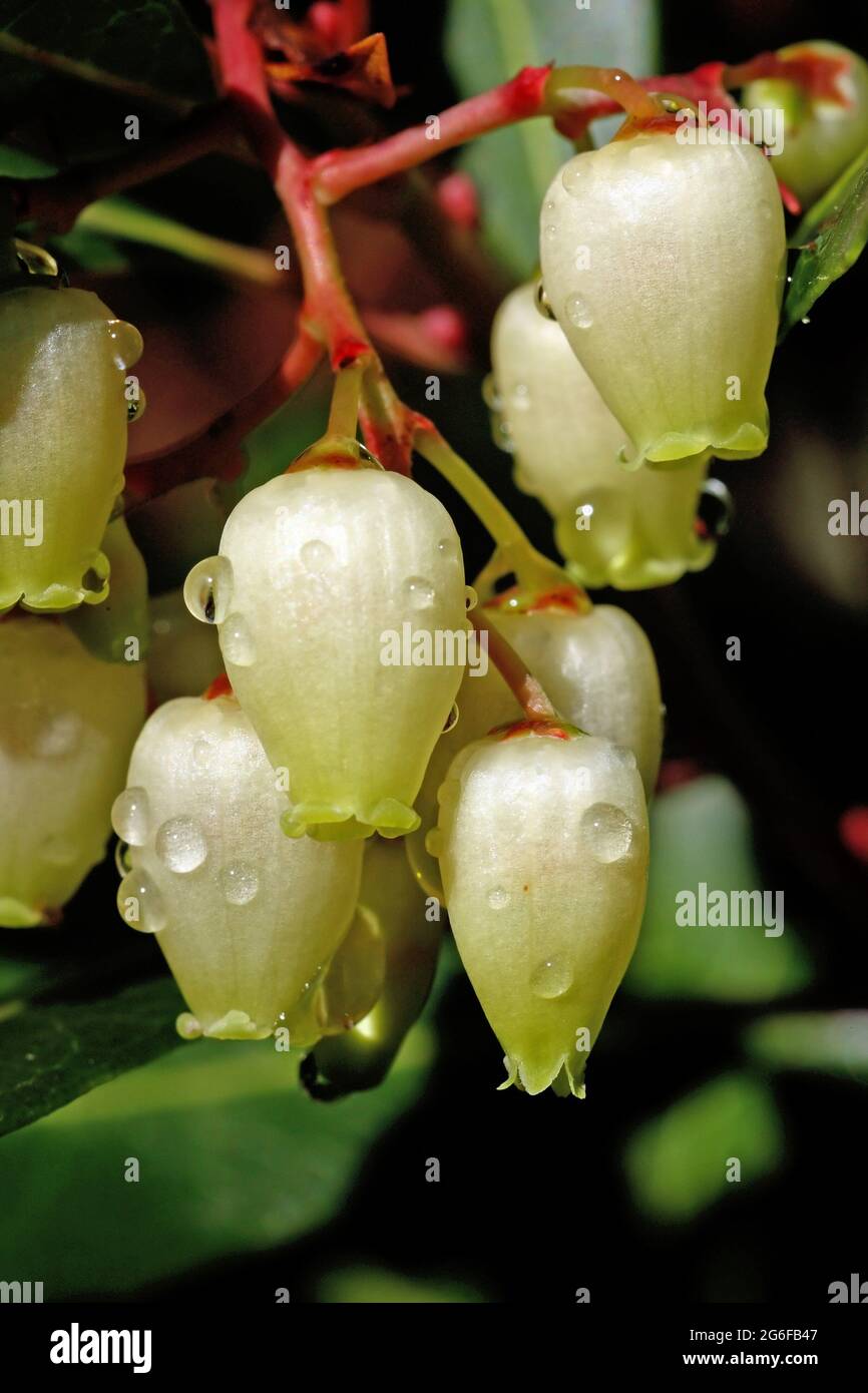 Madrone flower hi-res stock photography and images - Alamy
