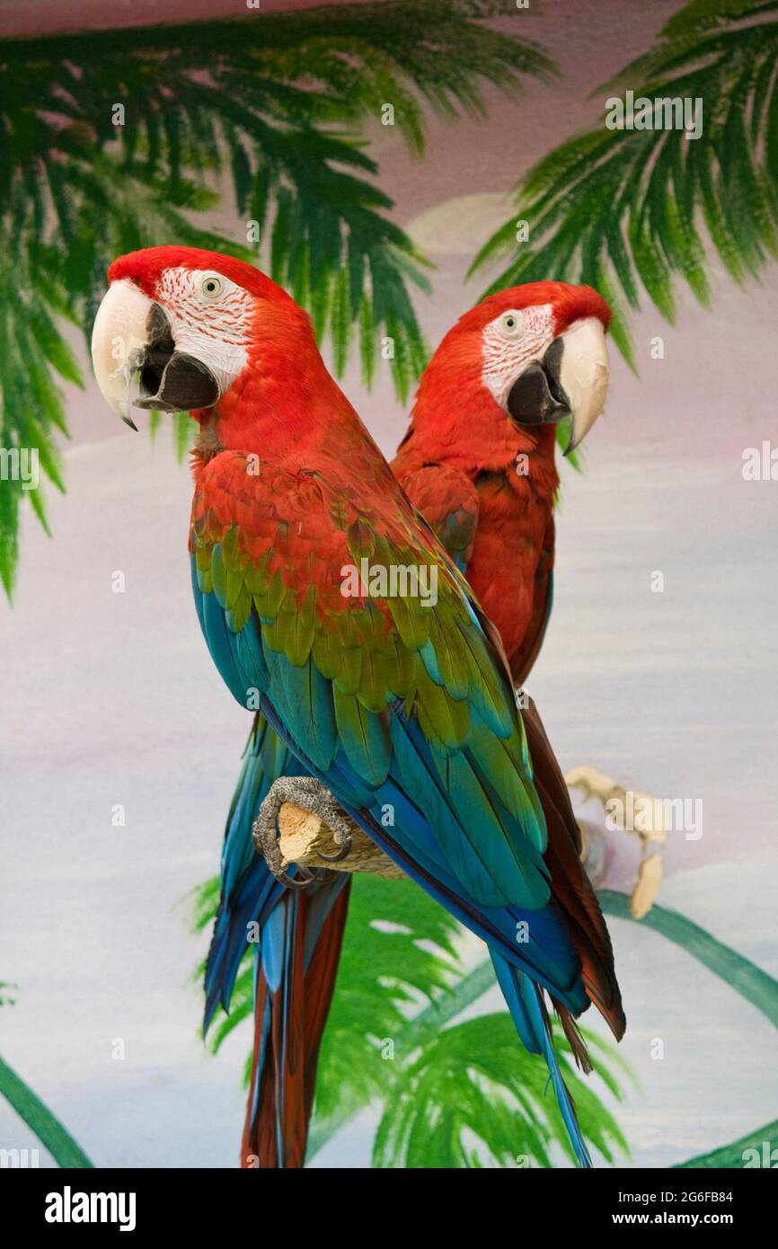 Scarlet macaw couple hi-res stock photography and images - Alamy