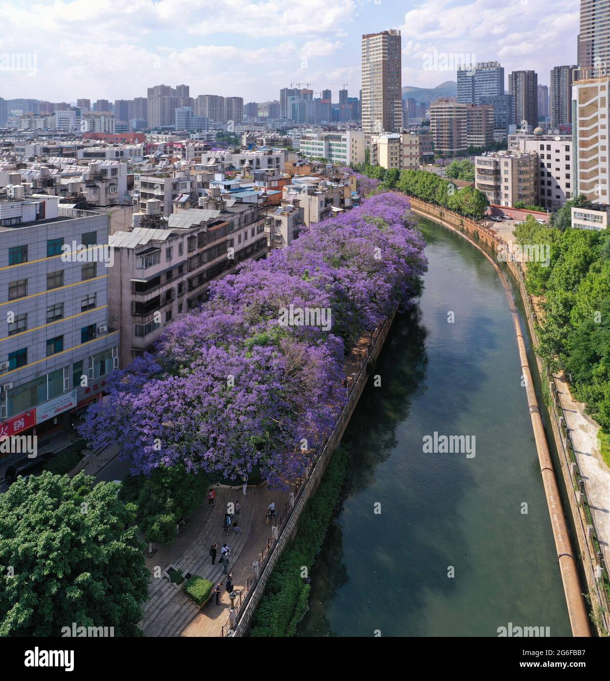 Yunnan trees hi-res stock photography and images - Alamy