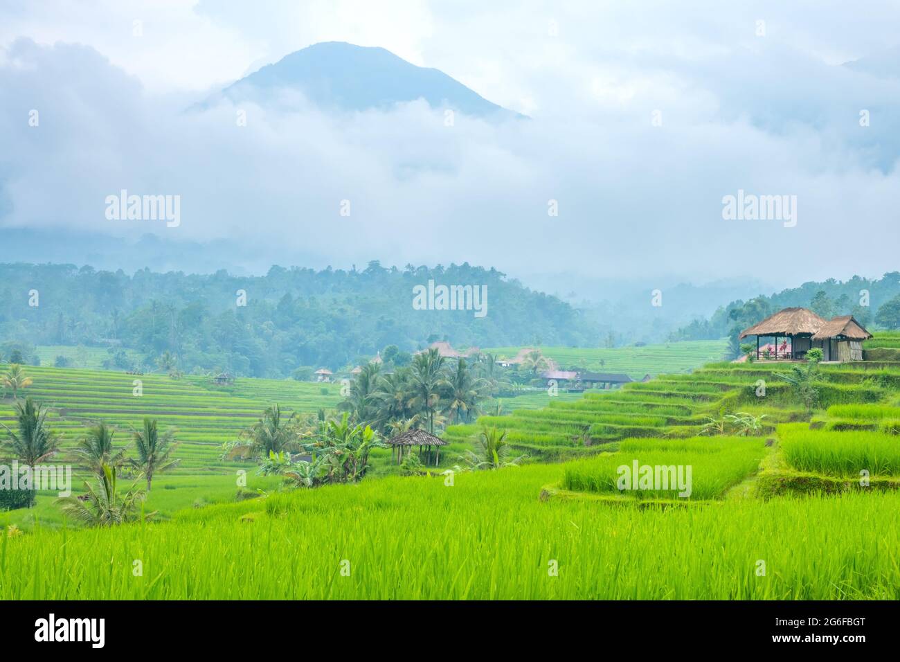 Paddy field in rain hi-res stock photography and images - Alamy