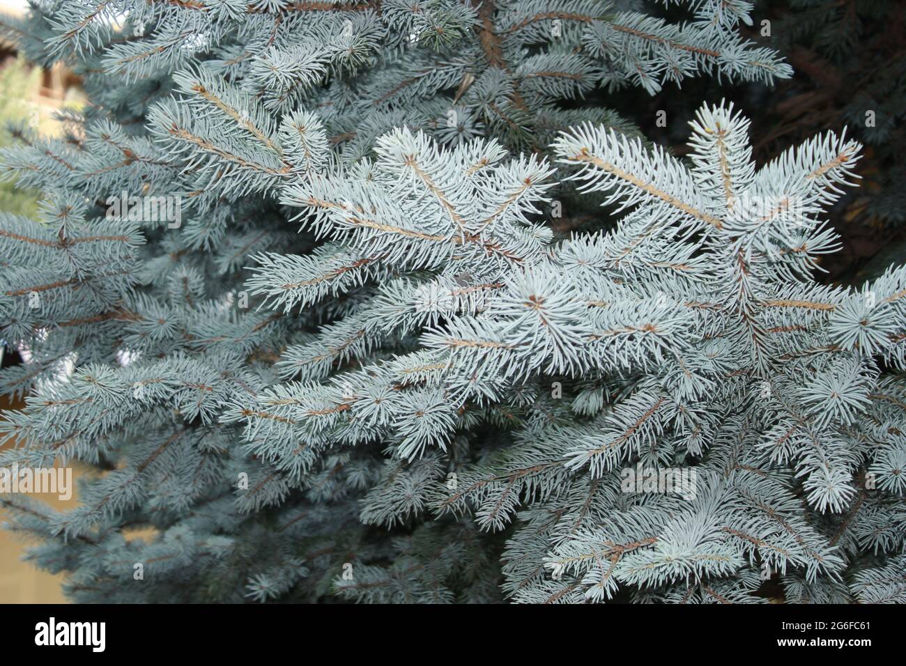 Blue spruce texture hi-res stock photography and images - Alamy