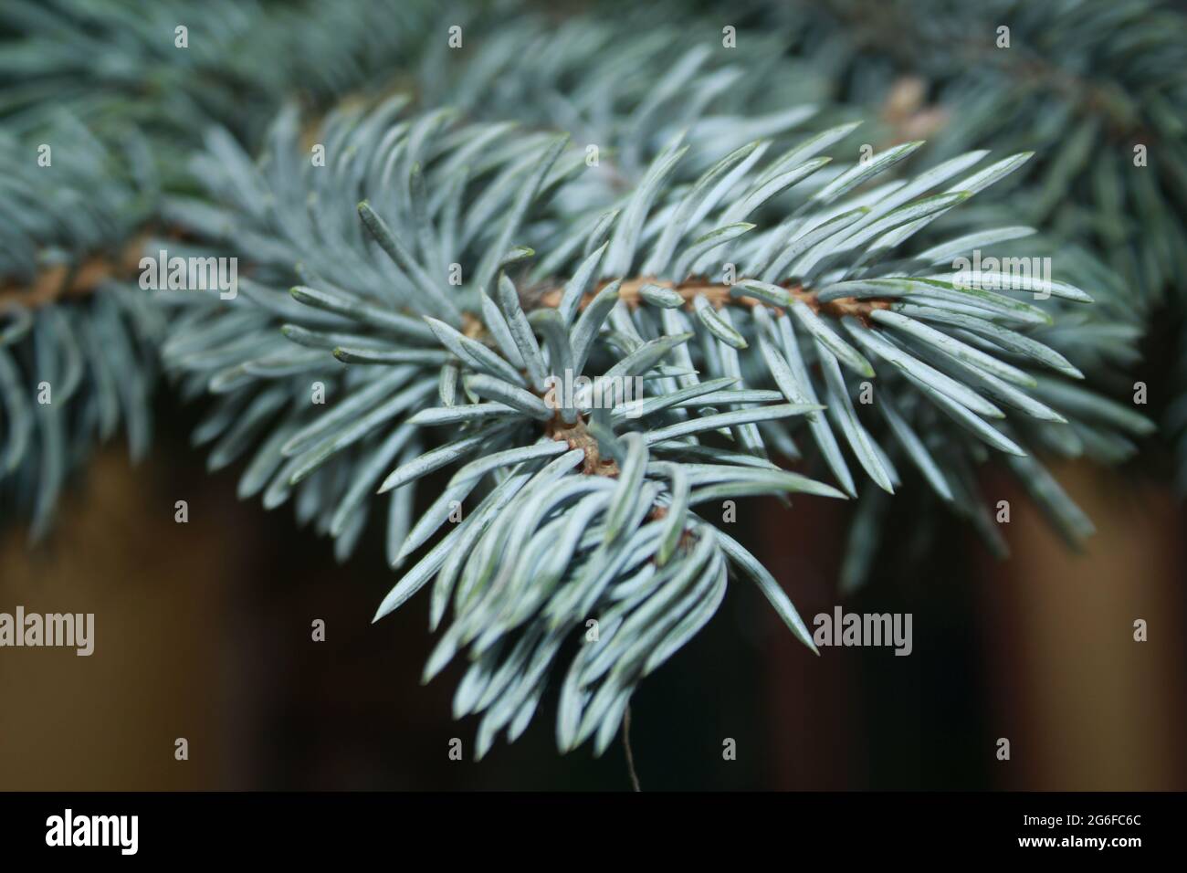 Wonderful Blue Spruce texture, Christmas tree Stock Photo - Alamy