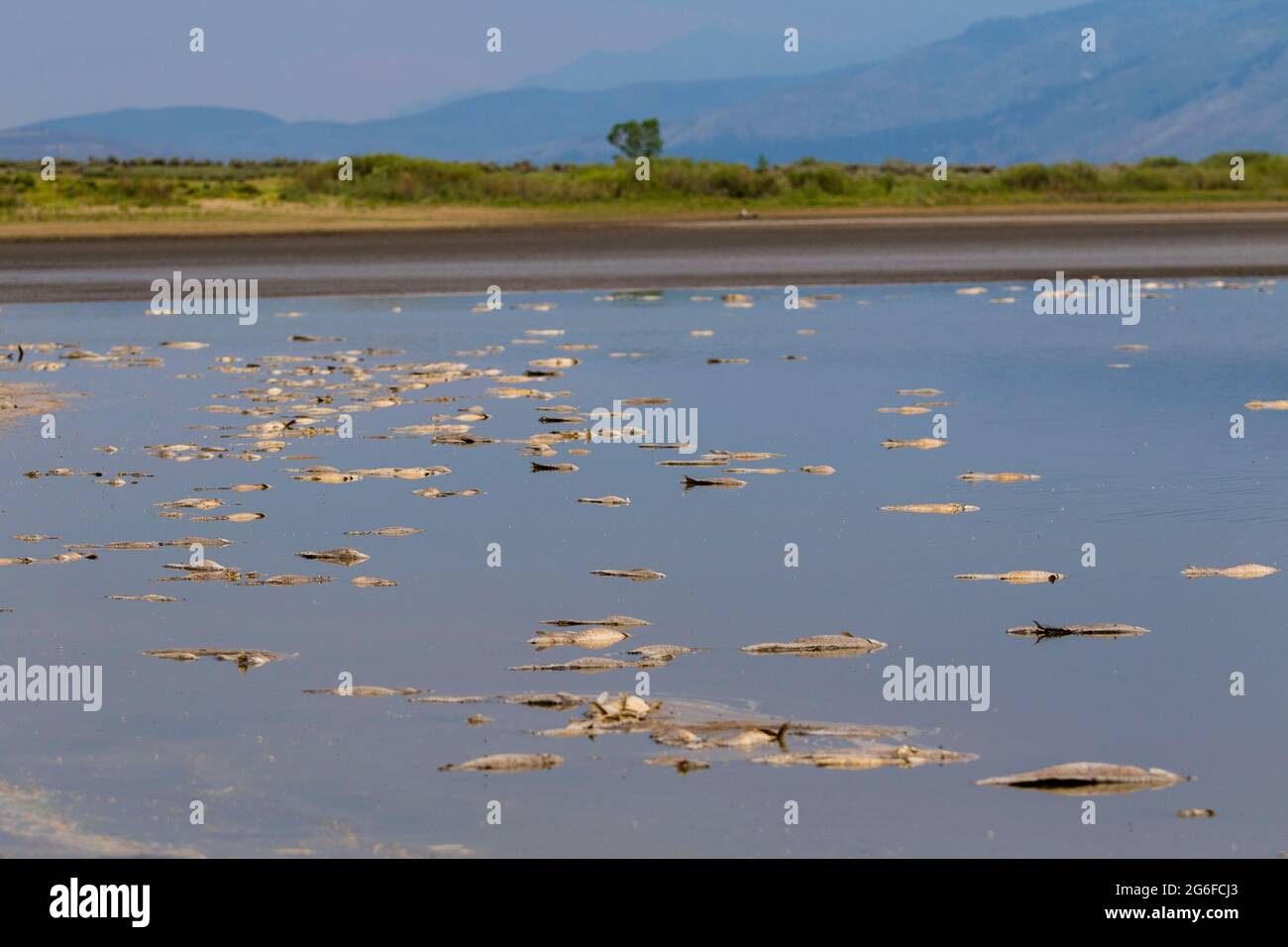 Nevada, United States. 03rd July, 2021. Dead carp fish rot in the ...