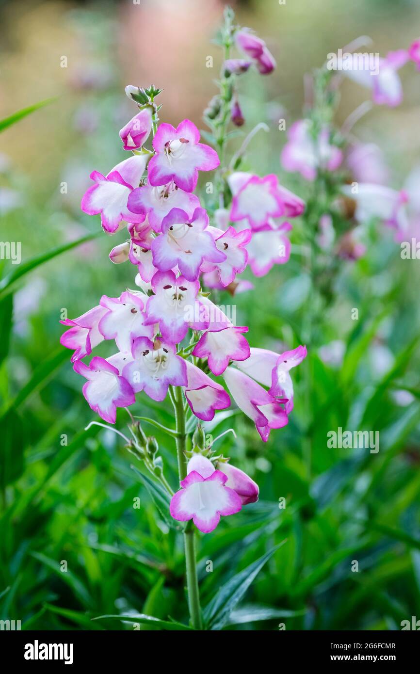 Two-tone white and pink flowers of Penstemon 'Pensham Laura'. Beard ...