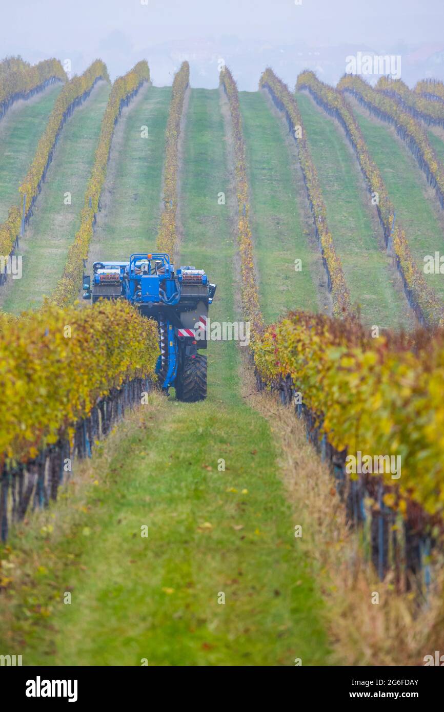 harvesting grapes with a combine harvester, Southern Moravia, Czech ...