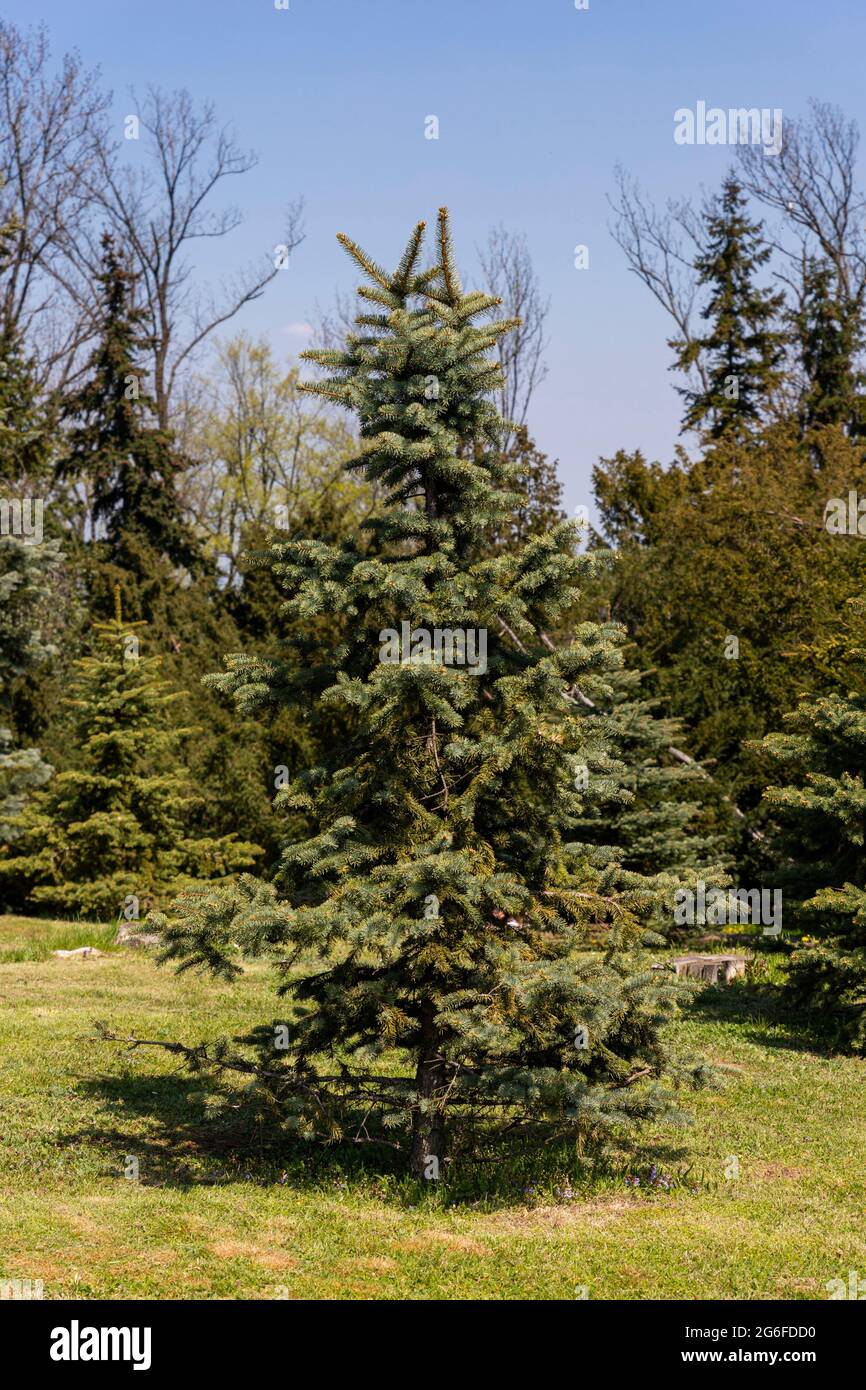 Blue sky pine tree hi-res stock photography and images - Alamy