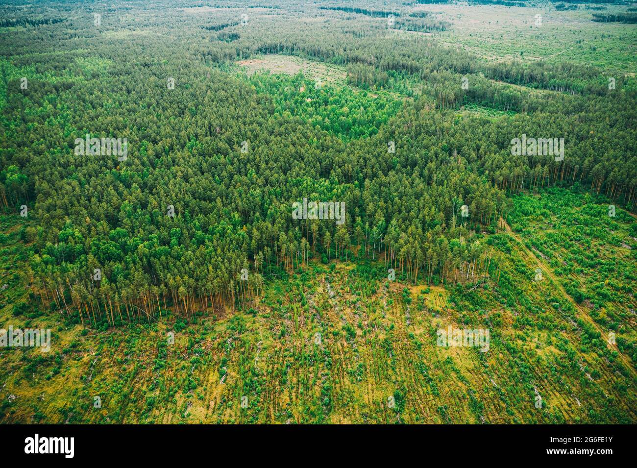 Large scale tree damage hi-res stock photography and images - Alamy