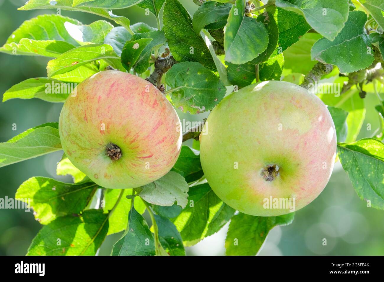 English apple tree hi-res stock photography and images - Alamy
