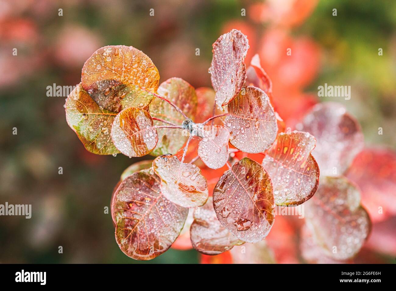 Drip On Leaf High Resolution Stock Photography and Images - Alamy