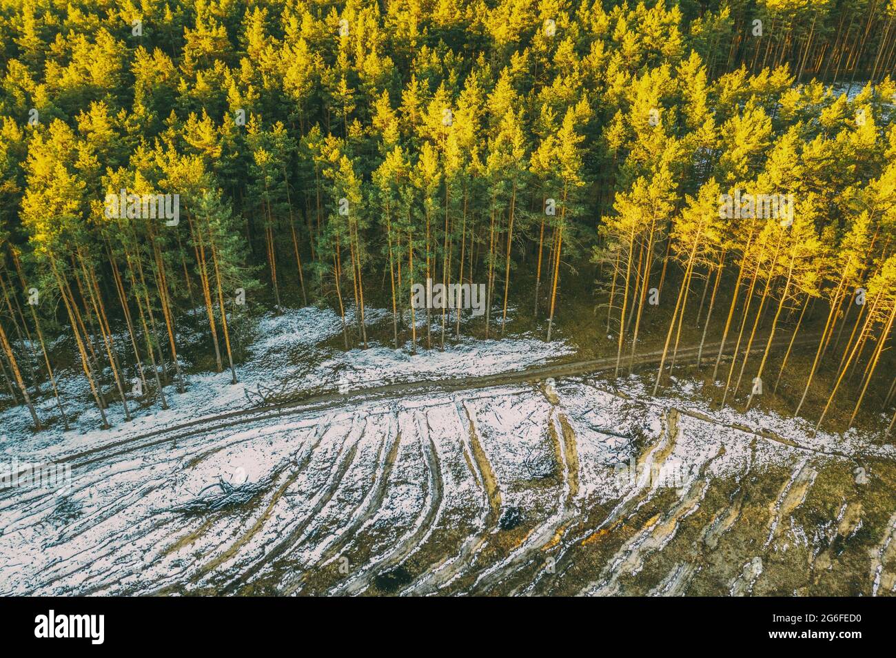 Aerial view to deforestation of pine forest hi-res stock photography ...