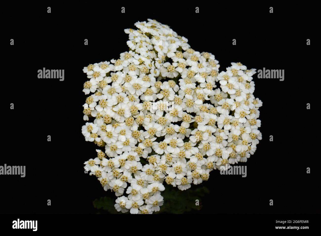 Achillea millefolium plant topped by flat, bright white flower heads ...