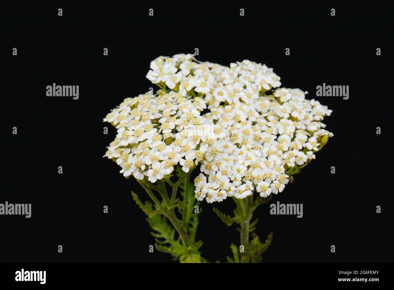 Achillea millefolium plant topped by flat, bright white flower heads ...